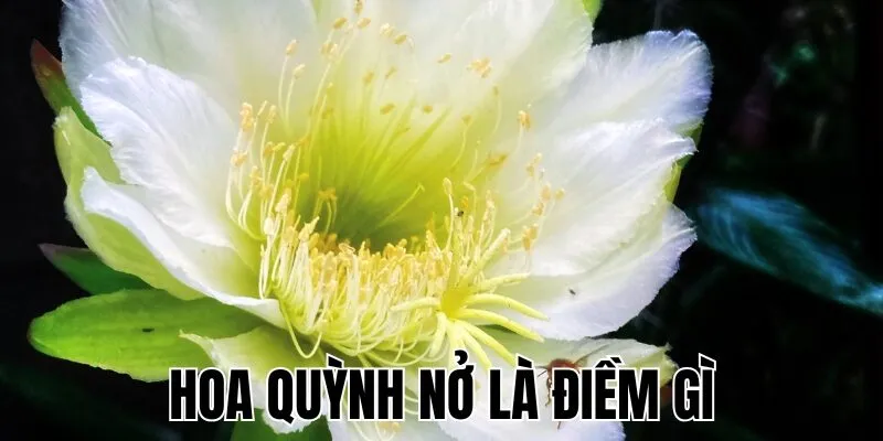 Hoa Quỳnh Nở Là Điềm Gì: Giải Mã Điềm Báo Tâm Linh Và Phong Thủy - Howmanymedalshasusawon
